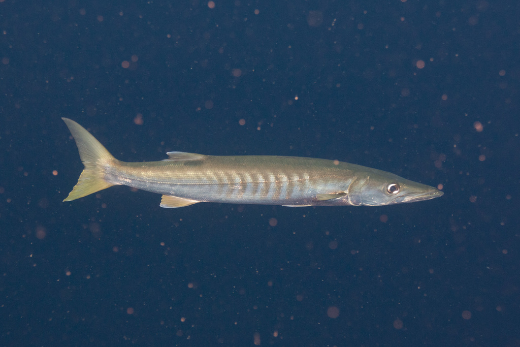 Pickhandle Barracuda from Bua, Northern, Fiji on October 8, 2019 at 01: ...