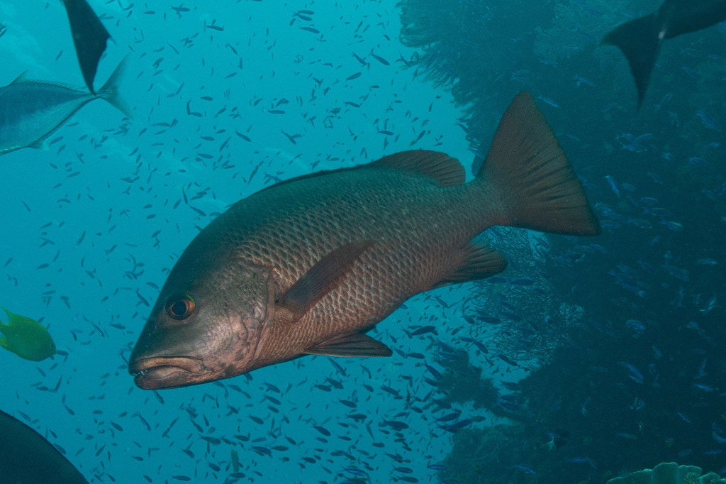 Mangrove Red Snapper from Bua, Northern, Fiji on October 8, 2019 at 10: ...