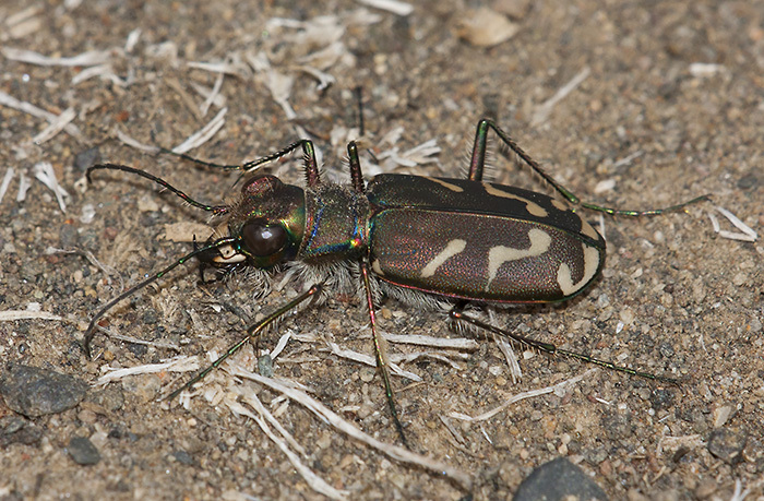 Oblique-lined Tiger Beetle (Wildlife of Jackson Lake State Park ...