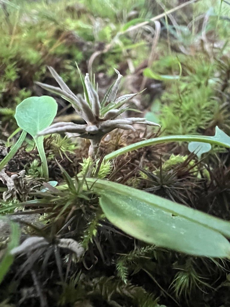 Thelephoraceae from Albert Johnson Rd, Nashville, IN, US on August 8 ...