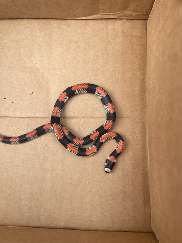 Black-banded Snake (Scolecophis atrocinctus) - Snakes and Lizards
