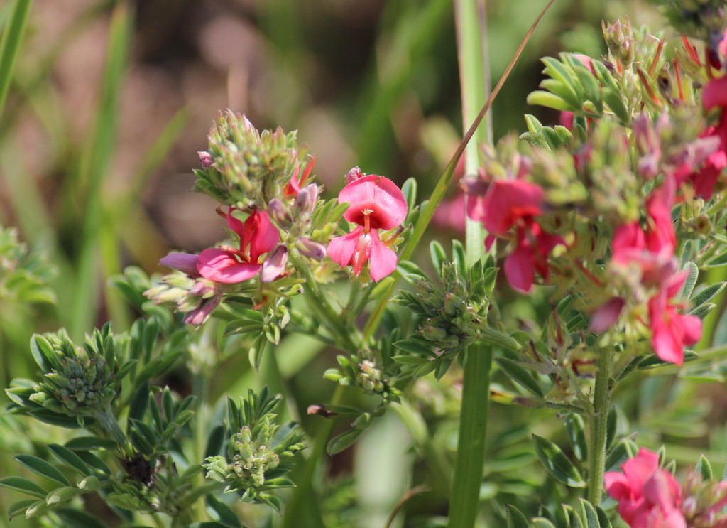 Cheery Indigo from Meycol Nature Reserve, Tugela Mouth, iLembe DC ...