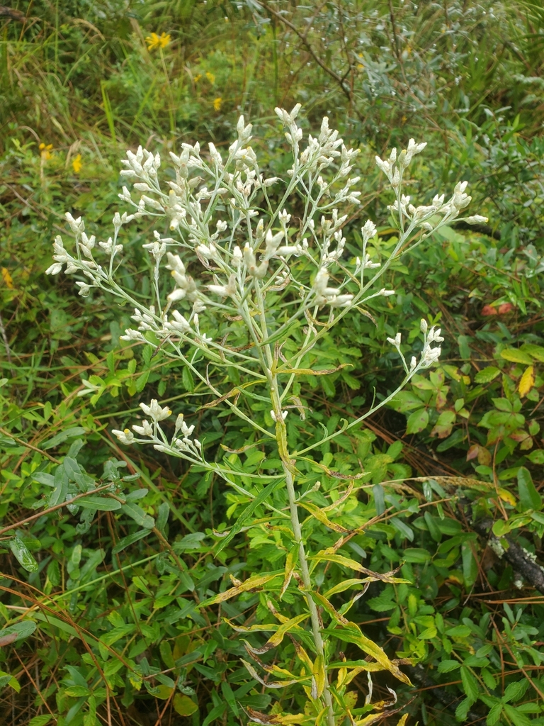 sweet everlasting from Bushnell, FL 33513, USA on October 25, 2019 at ...