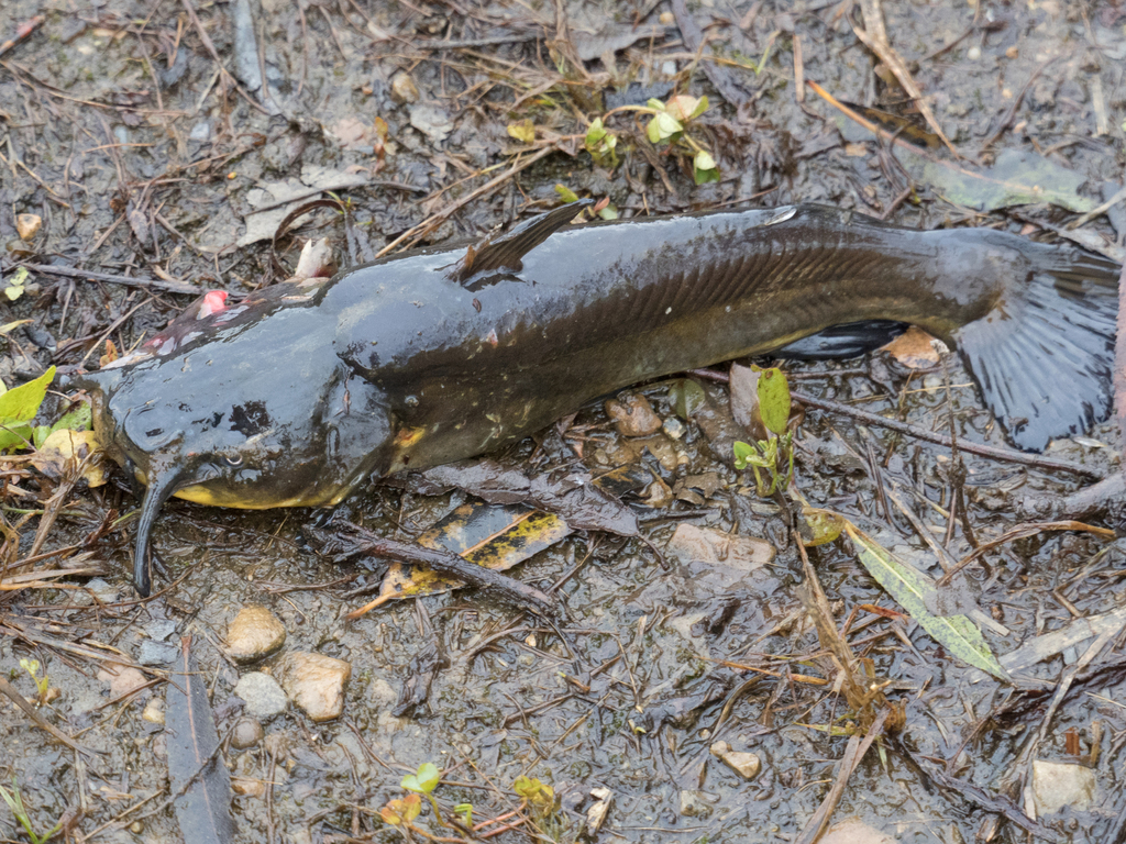 Brown Bullhead from Pomainville WMA, Pittsford, VT, USA on October 25 ...