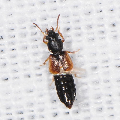 Bledius (Coleoptera (beetles) of the Chagos Archipelago) · iNaturalist