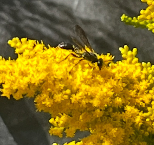 Mexican Grass-carrying Wasp from N 107th St, Seattle, WA, US on August ...