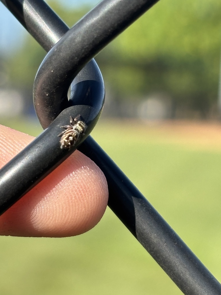 Bold Jumping Spider from Cardinal Run Park South, Lexington, KY, US on ...