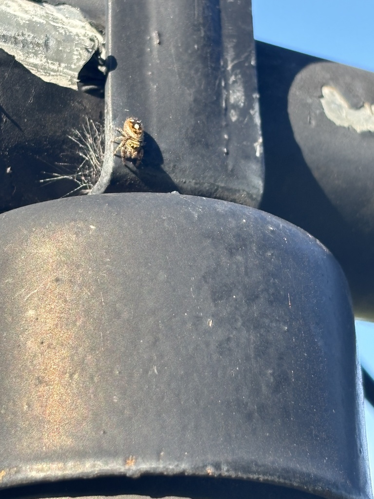 Bold Jumping Spider from Cardinal Run Park South, Lexington, KY, US on ...