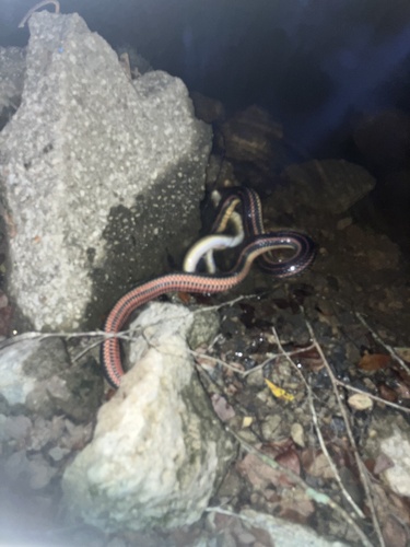Rainbow Snake (Farancia erytrogramma erytrogramma) - Snakes and Lizards