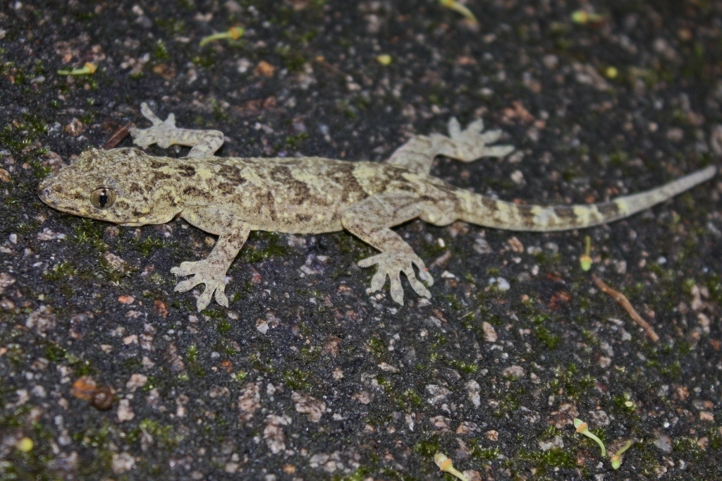 中国壁虎 Chinese Gecko (版纳植物园常见两爬) · iNaturalist