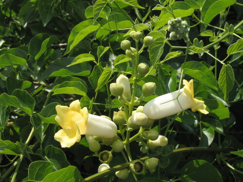 Bejuco de canoíta (Amphilophium crucigerum)