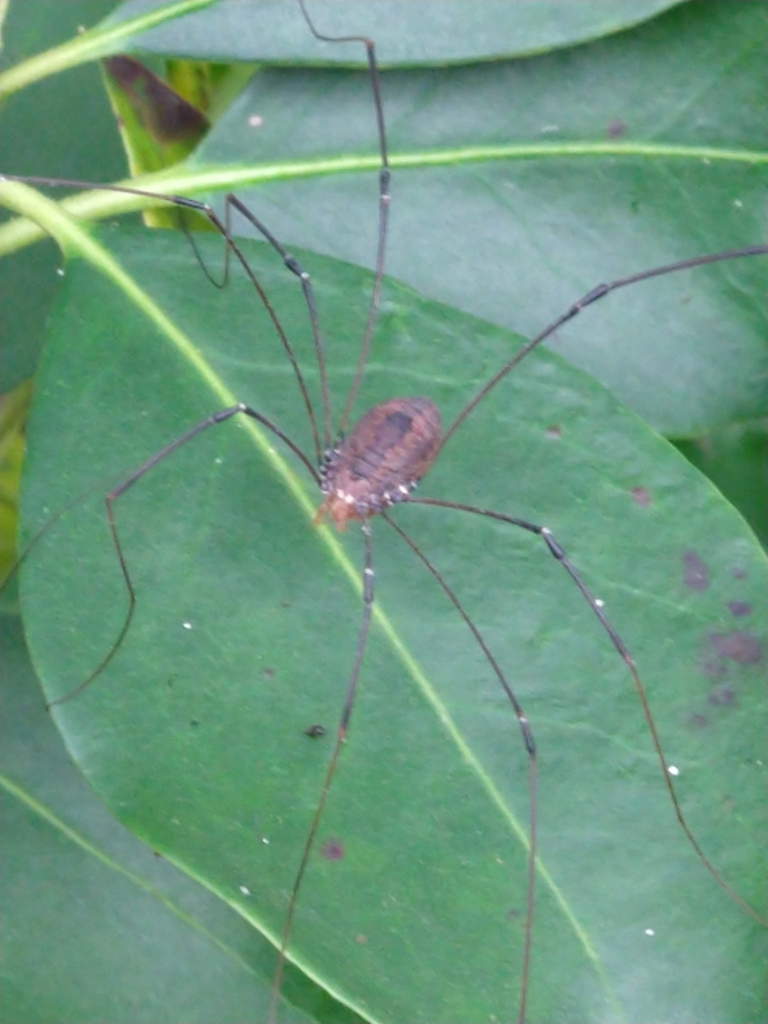 Eastern Harvestman from Lothian, MD 20711, USA on October 25, 2019 at ...