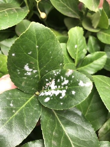 Genus Erysiphe · iNaturalist