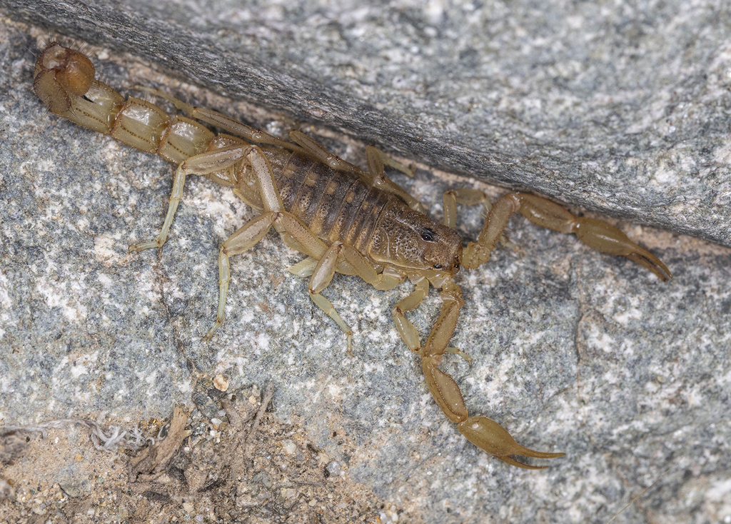 Stripe-tailed Scorpion from South Mountain Village, Phoenix, AZ, USA on ...