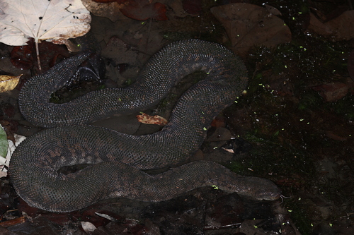 Aquatic File Snakes (Acrochordidae) - Snakes and Lizards