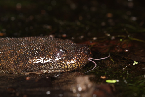 Aquatic File Snakes (Acrochordidae) - Snakes and Lizards