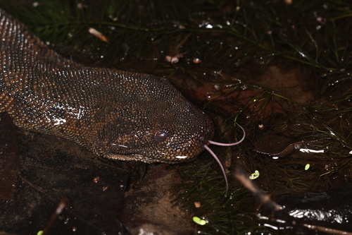 Aquatic File Snakes (Acrochordidae) - Snakes and Lizards