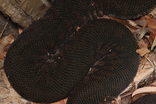 Aquatic File Snakes (Acrochordidae) - Snakes and Lizards