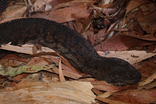 Aquatic File Snakes (Acrochordidae) - Snakes and Lizards