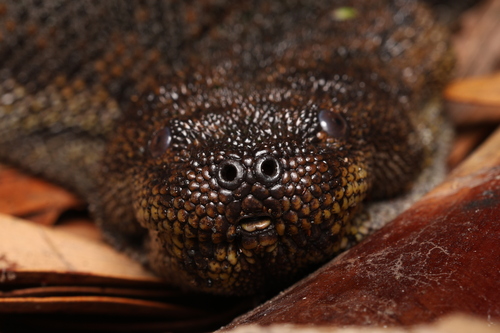 Aquatic File Snakes (Acrochordidae) - Snakes and Lizards