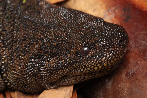 Aquatic File Snakes (Acrochordidae) - Snakes and Lizards