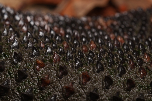 Aquatic File Snakes (Acrochordidae) - Snakes and Lizards