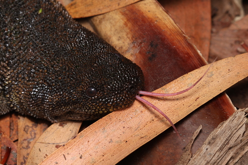 Aquatic File Snakes (Acrochordidae) - Snakes and Lizards
