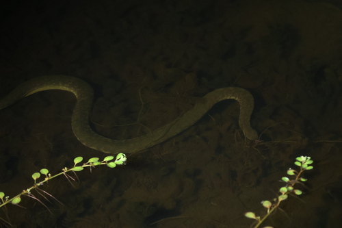 Aquatic File Snakes (Acrochordidae) - Snakes and Lizards