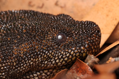 Aquatic File Snakes (Acrochordidae) - Snakes and Lizards