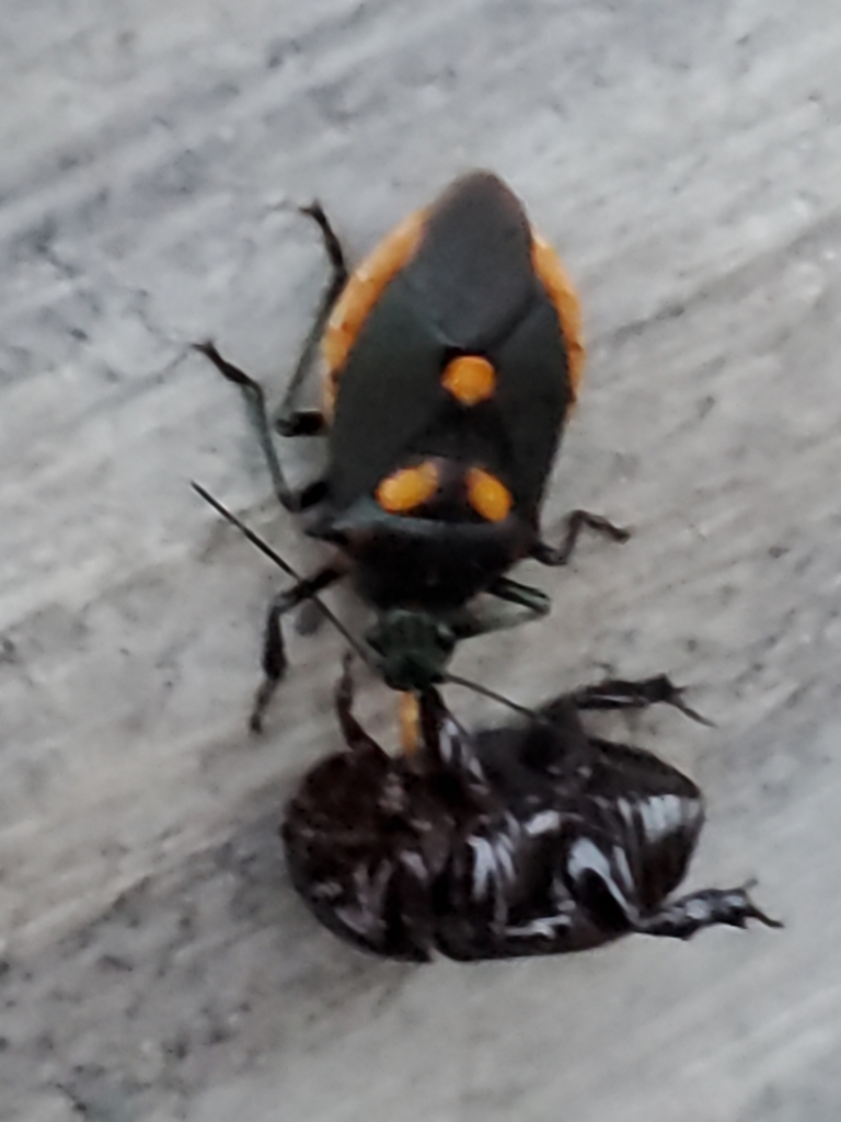 Florida Predatory Stink Bug from Royston on October 25, 2019 by ...