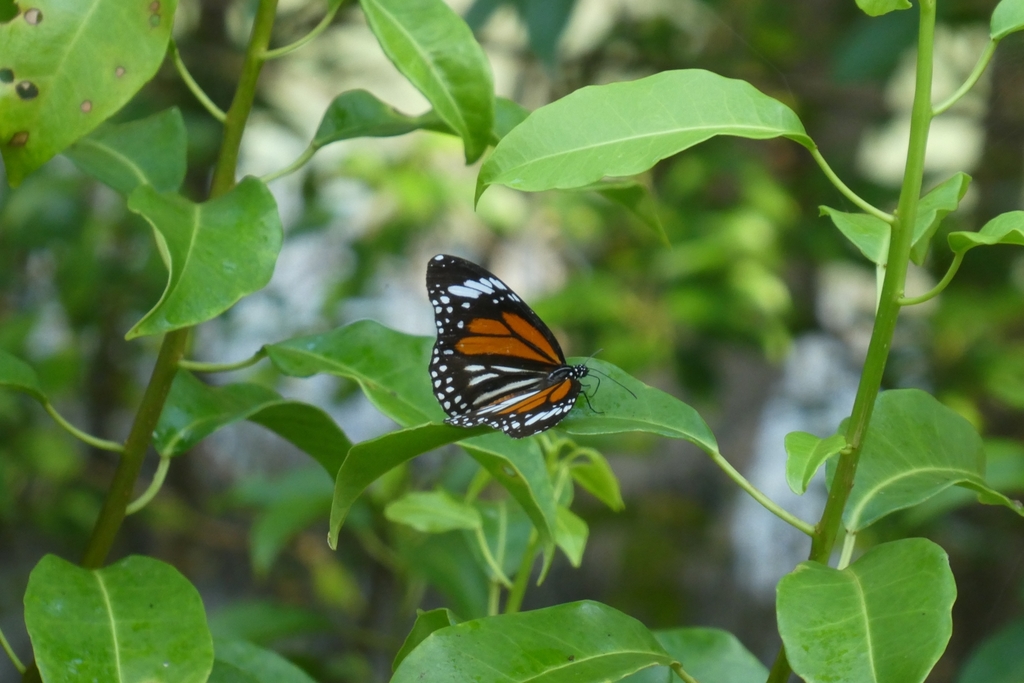 White Tiger Butterfly from Sarankhola Upazila, Bangladesh on October 18 ...
