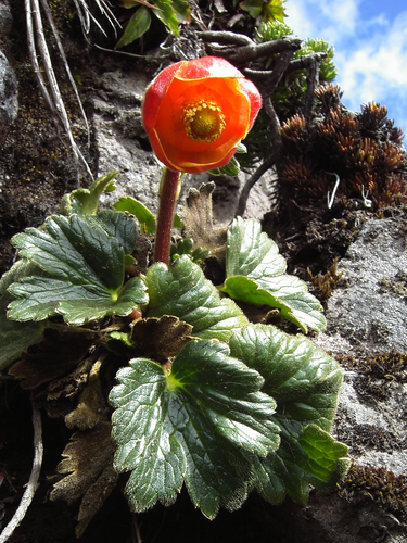 Genus Krapfia · iNaturalist