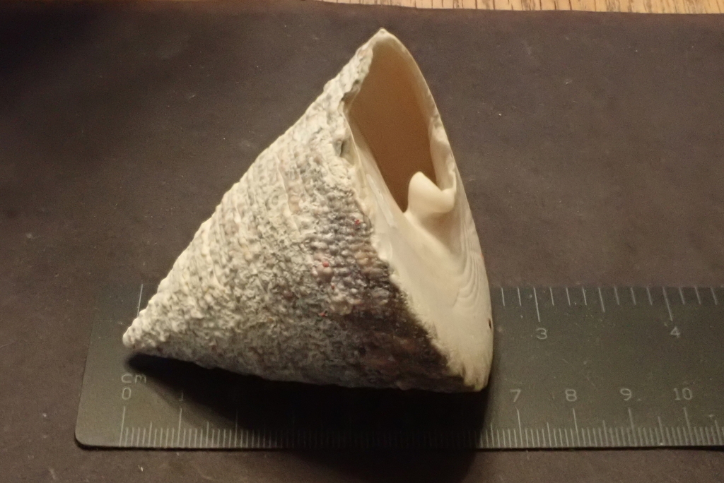 smooth mouthed topshell from Kanton Island, Kiribati on March 1, 1944 ...