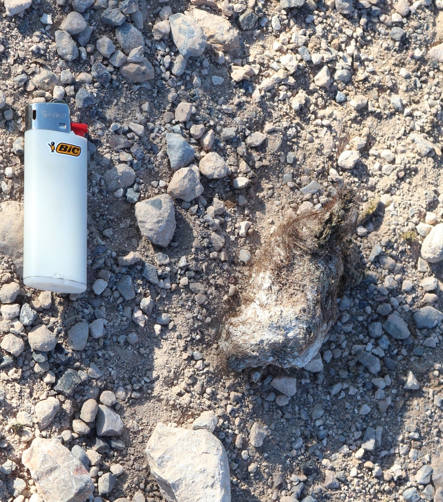 Mountain Lion from Catorce, S.L.P., México on October 6, 2019 at 09:12 ...