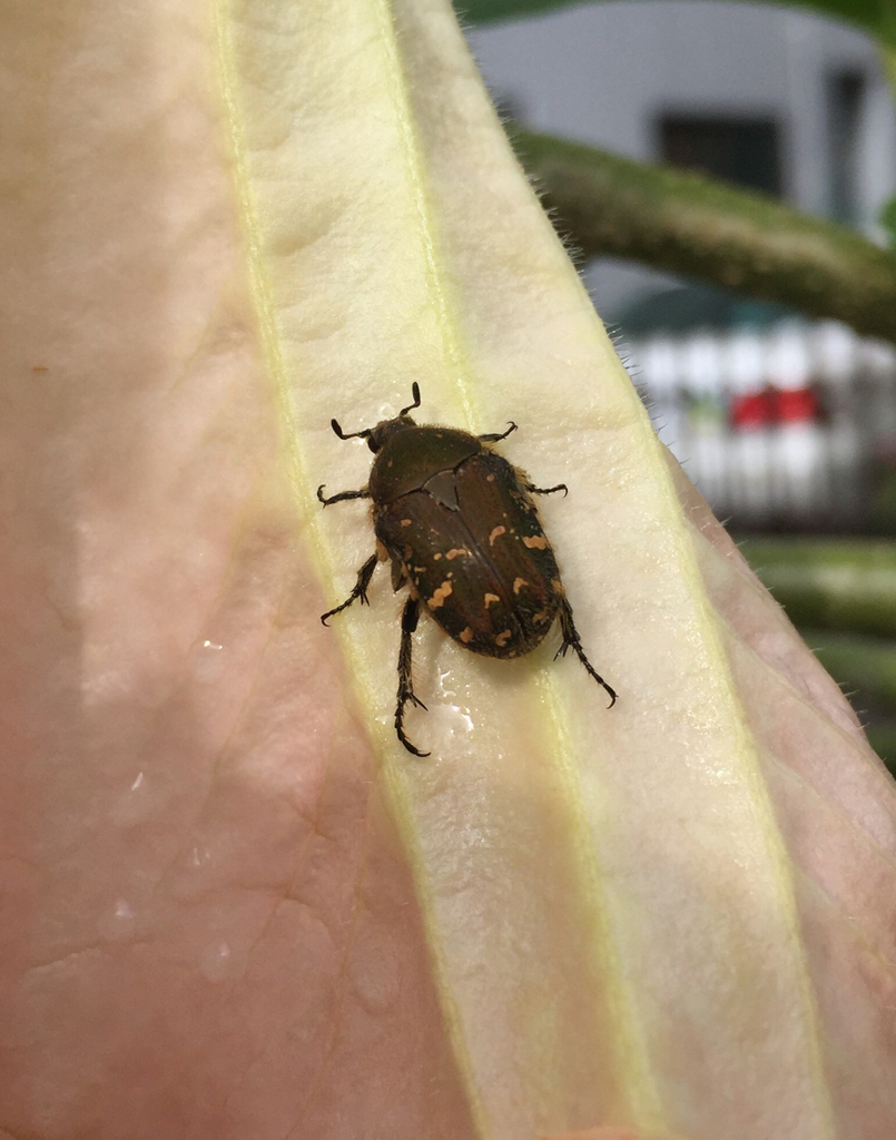 Blue Flower Chafer from Itabashi-Ku on October 26, 2019 by baranoseido ...