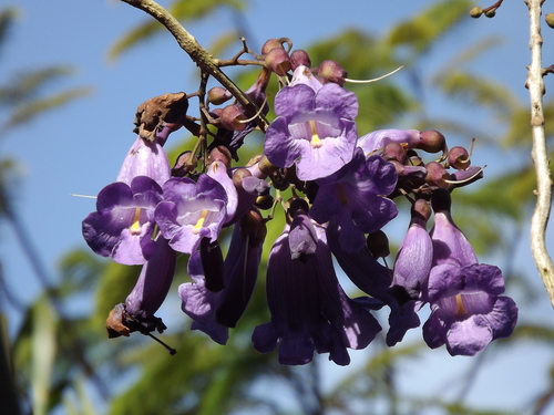 Jacaranda puberula · iNaturalist Mexico