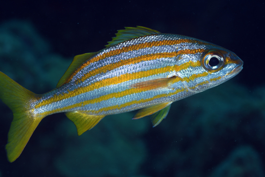 Smallmouth Grunt (South Florida & Dry Tortugas) · iNaturalist