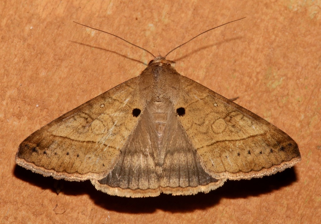 Small Mocis Moth (The compound) · iNaturalist