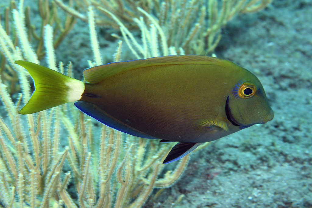 Caribbean Ocean Surgeonfish (Acanthurus tractus) - Marine Life ...