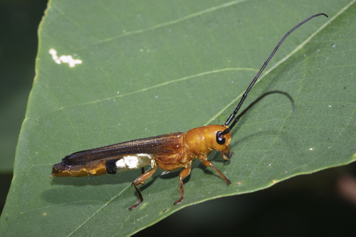 Oberea ferruginea · iNaturalist