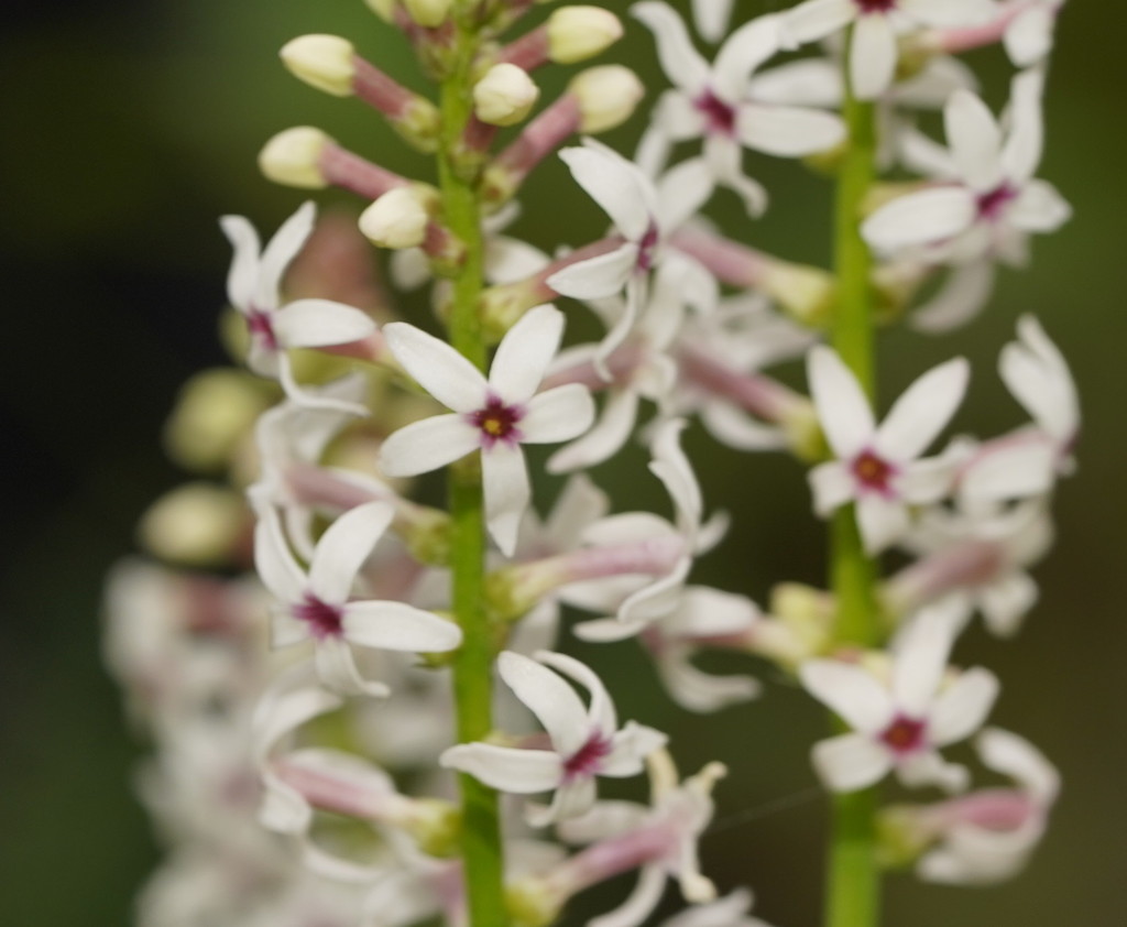(Stackhousia) - Botanical Realm