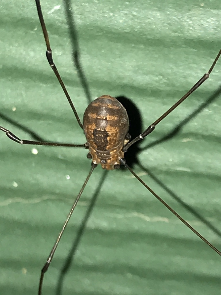 Vittatum Group from Reprise Ct, Vienna, VA, US on October 25, 2019 at ...