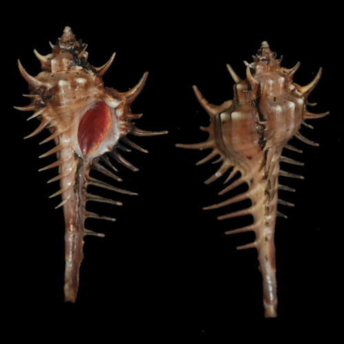 Murex spinastreptos · iNaturalist