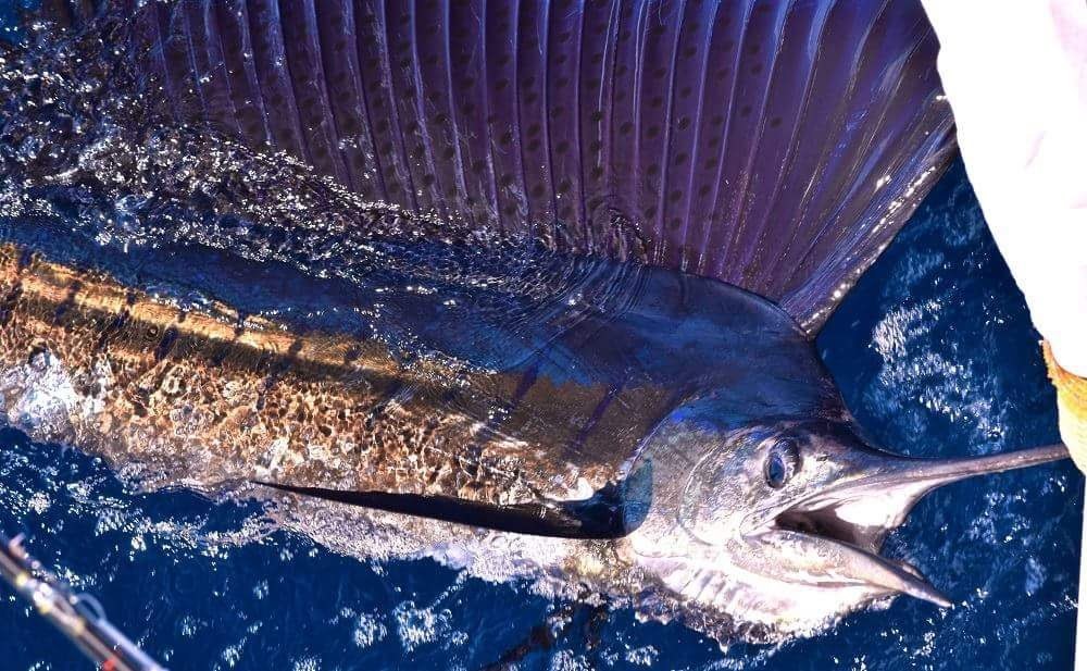 Billfishes (Istiophoridae) - Marine Life Identification