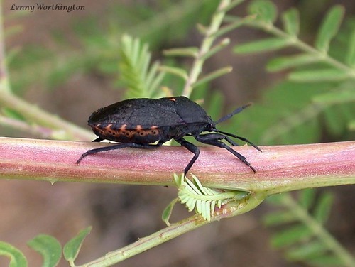 Cyclopelta rugosa · iNaturalist Mexico