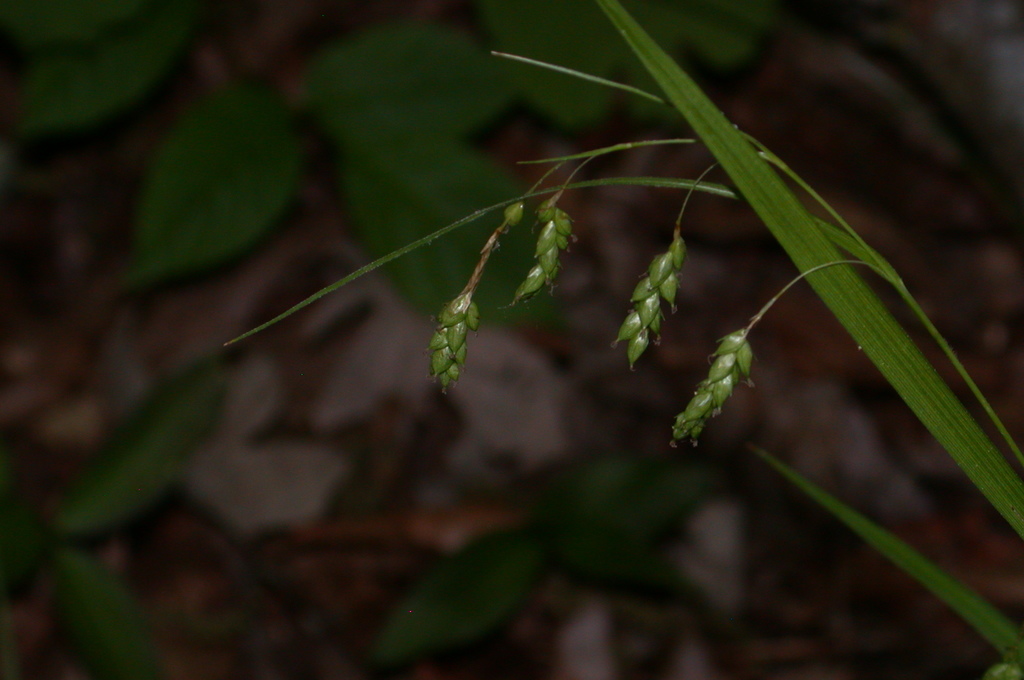 handsome sedge from Jefferson County, NY, USA on June 14, 2017 by ...