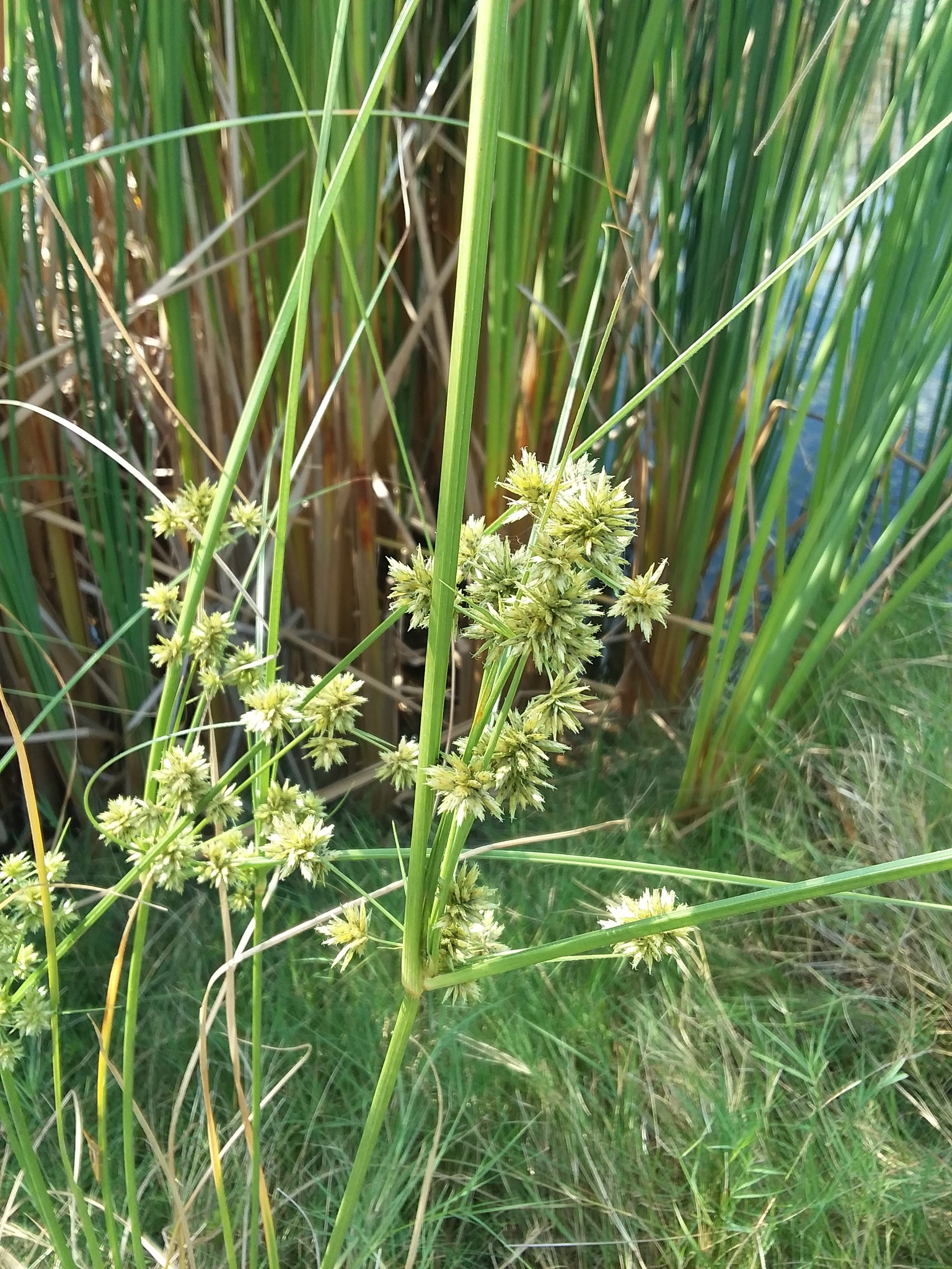 Cyperus elegans L.
