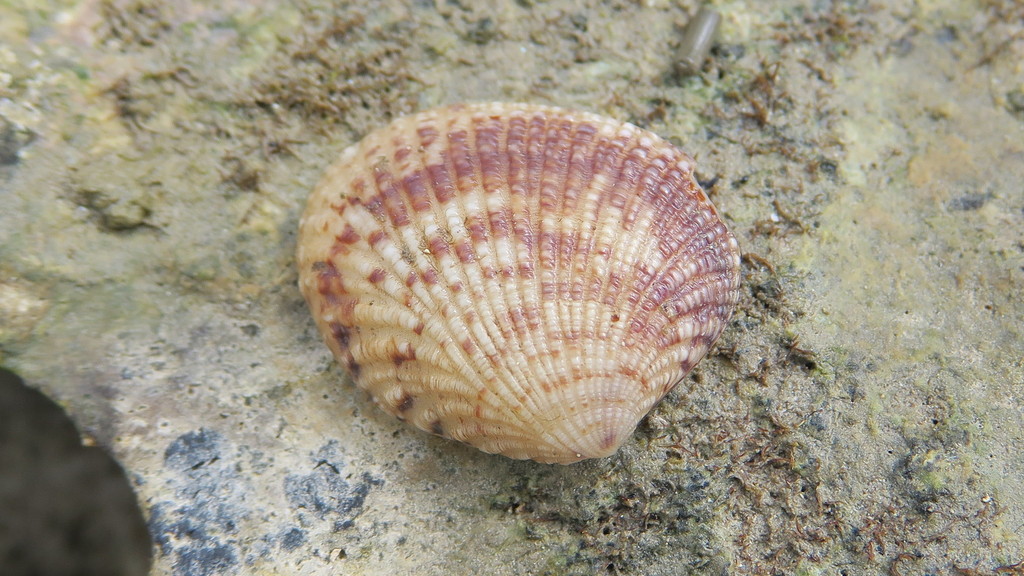 Comb Circe from Nuku'alofa, Tonga on October 16, 2019 at 01:33 PM by ...