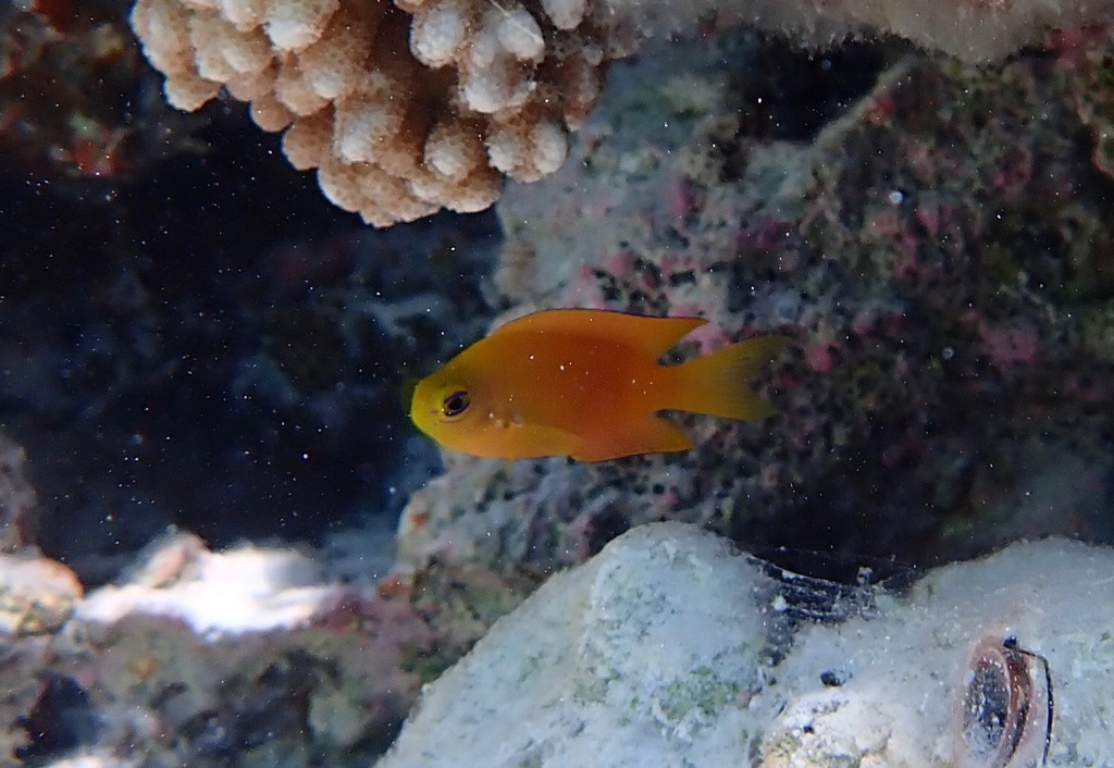 Canary demoiselle (Chrysiptera galba) - Marine Life Identification