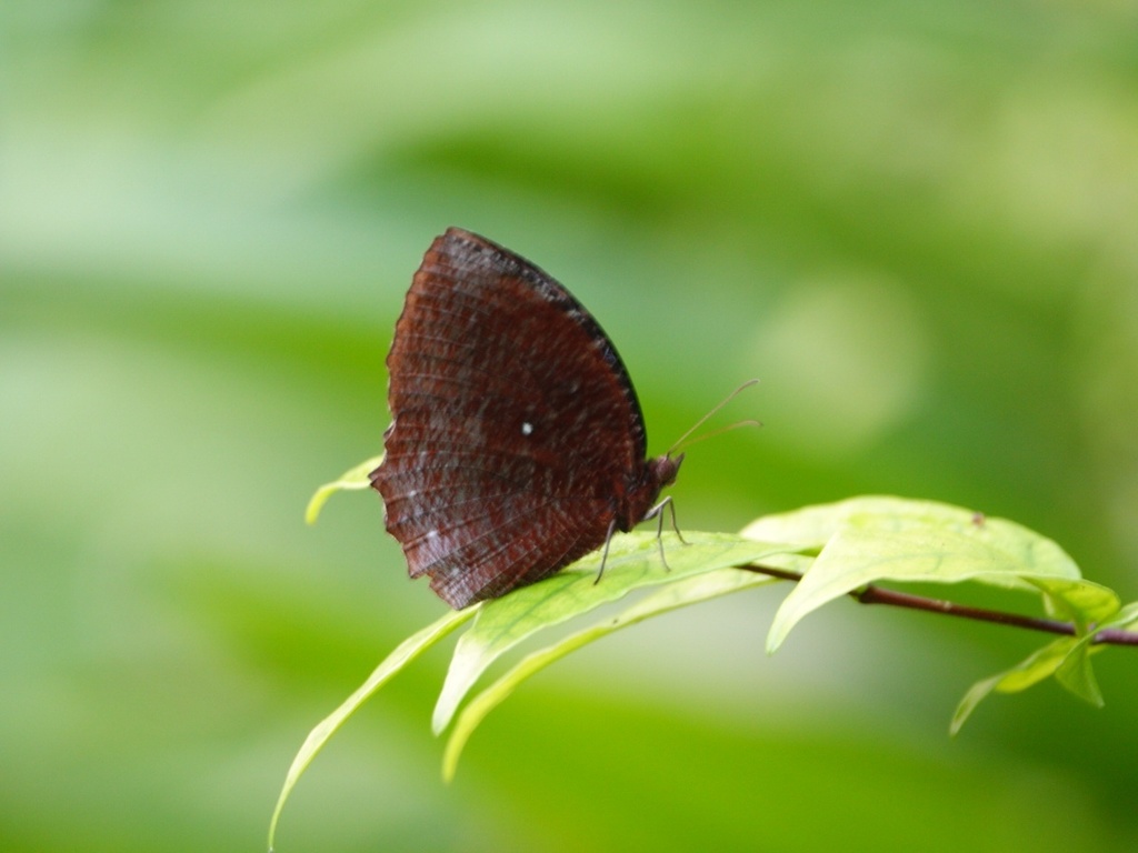 Common Palmfly from Saphli, Pathio District, Chumphon, Thailand on ...